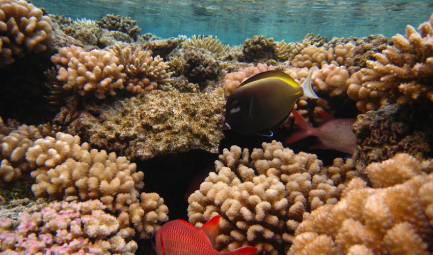 Coral reefs and climate change - resource | IUCN