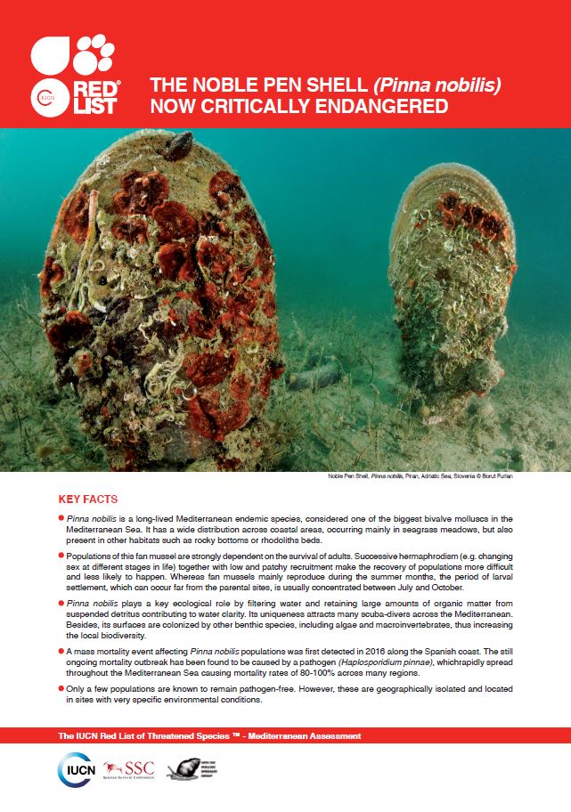 The noble pen shell (Pinna nobilis) now critically endangered ...