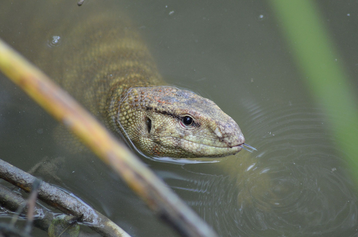 IUCN SSC Monitor Lizard Specialist Group | IUCN