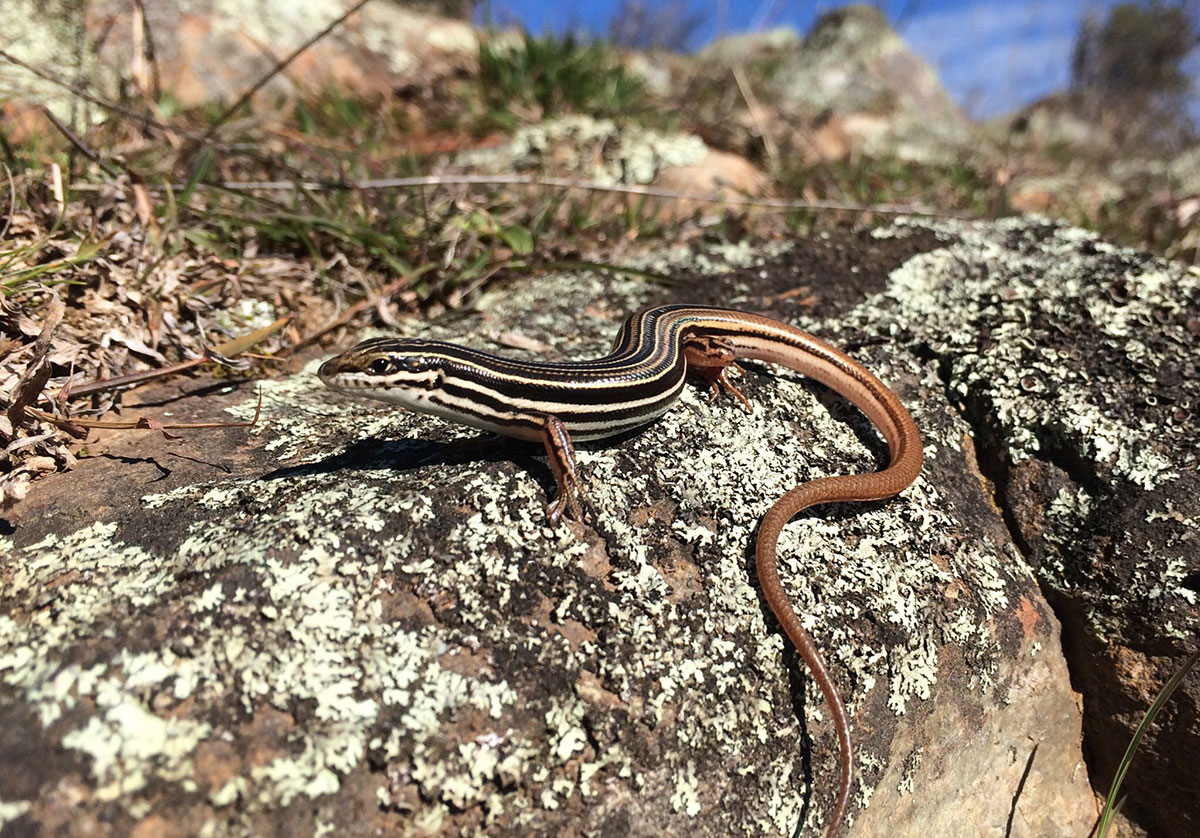 IUCN SSC Skink Specialist Group | IUCN