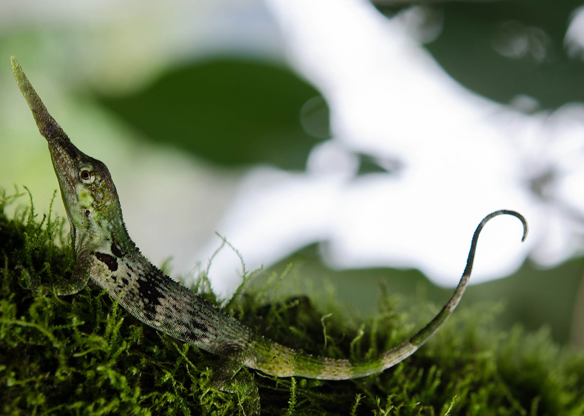 IUCN SSC Snake and Lizard Red List Authority | IUCN