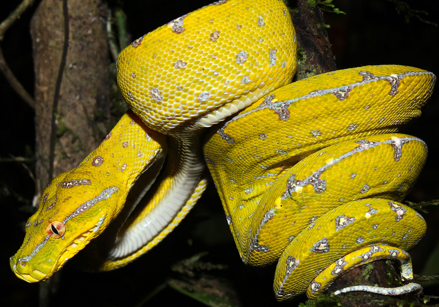 IUCN SSC Snake Specialist Group | IUCN