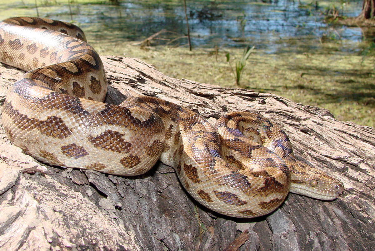 IUCN SSC Snake Specialist Group | IUCN
