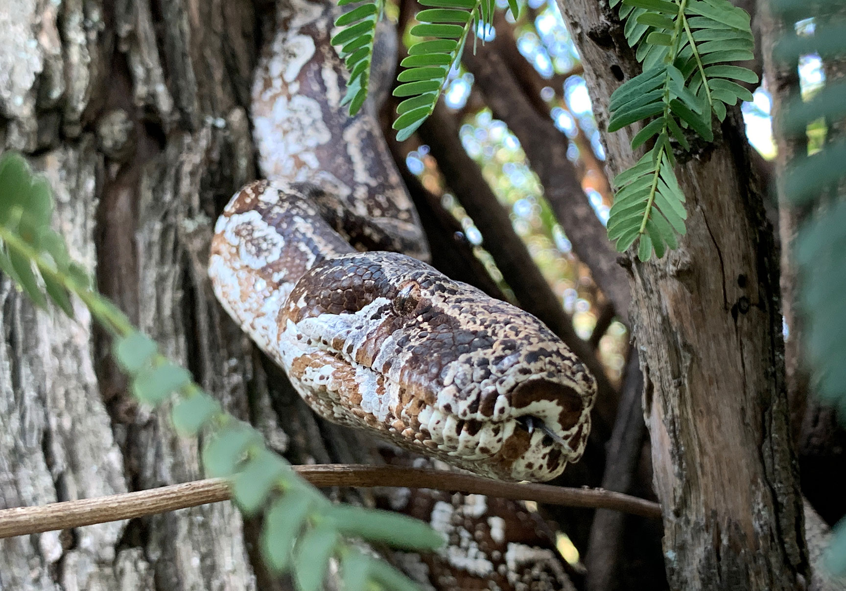 IUCN SSC Snake Specialist Group | IUCN