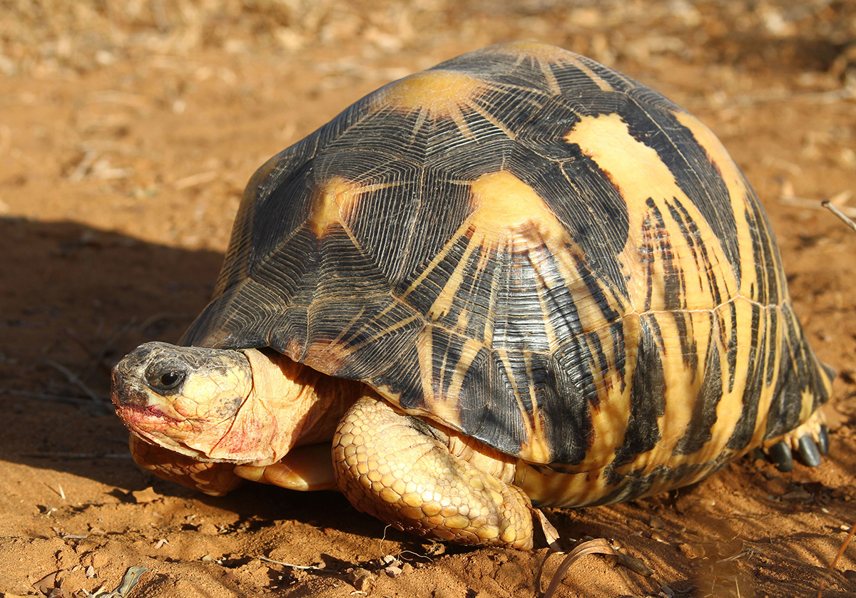 IUCN SSC Tortoise and Freshwater Turtle Specialist Group | IUCN