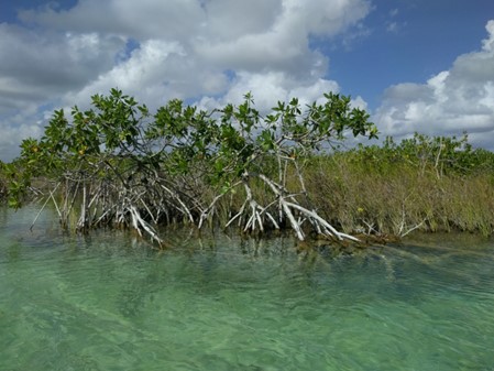 IUCN CEM Nature Based Solutions Thematic Group | IUCN