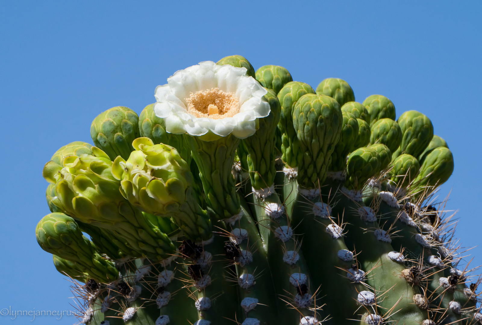 IUCN SSC Sonoran Desert Plant Specialist Group | IUCN