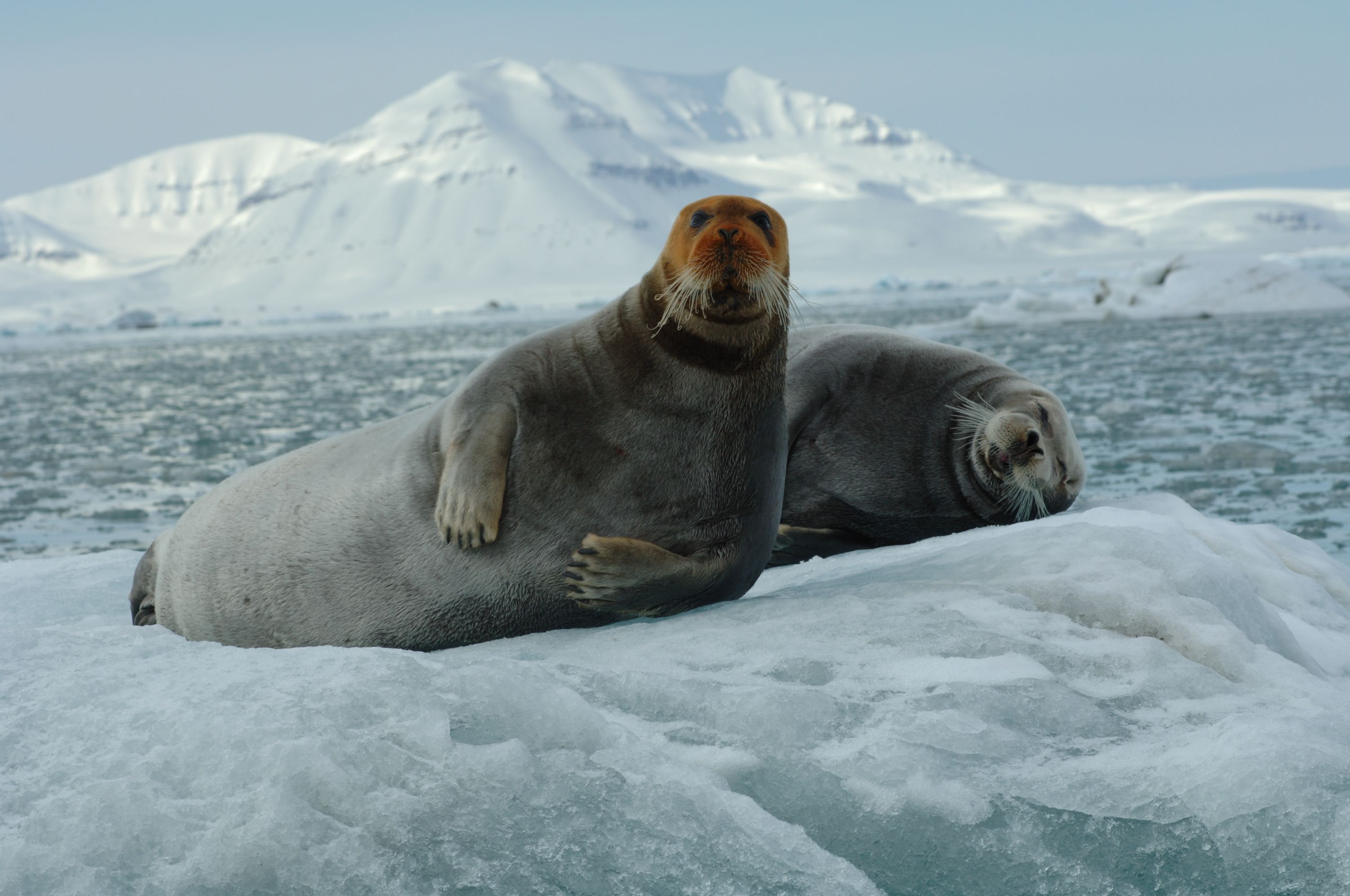 IUCN SSC Pinniped Specialist Group | IUCN