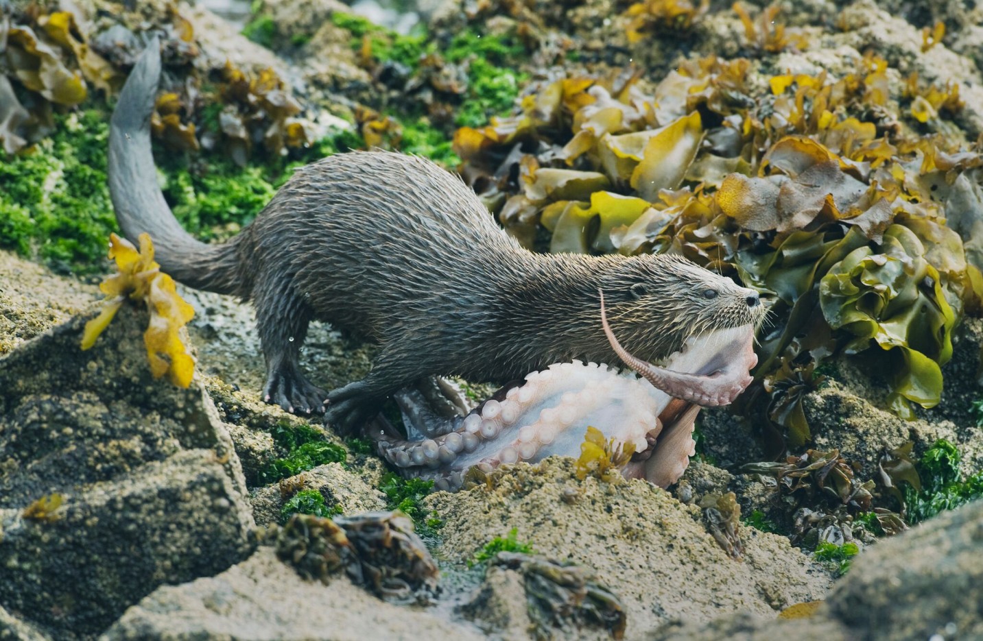 IUCN SSC Otter Specialist Group | IUCN