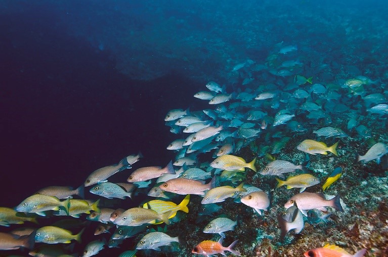 IUCN SSC Snapper, Seabream and Grunt Specialist Group | IUCN