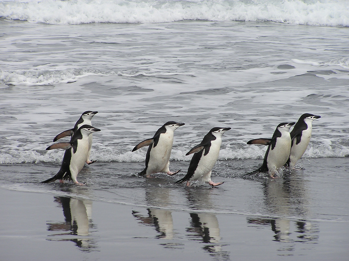 IUCN SSC Penguin Specialist Group | IUCN