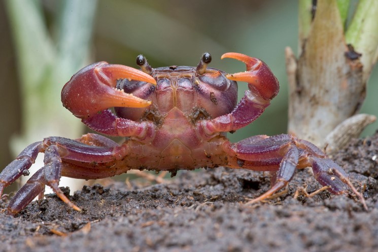 IUCN SSC Freshwater Crustacean Specialist Group | IUCN