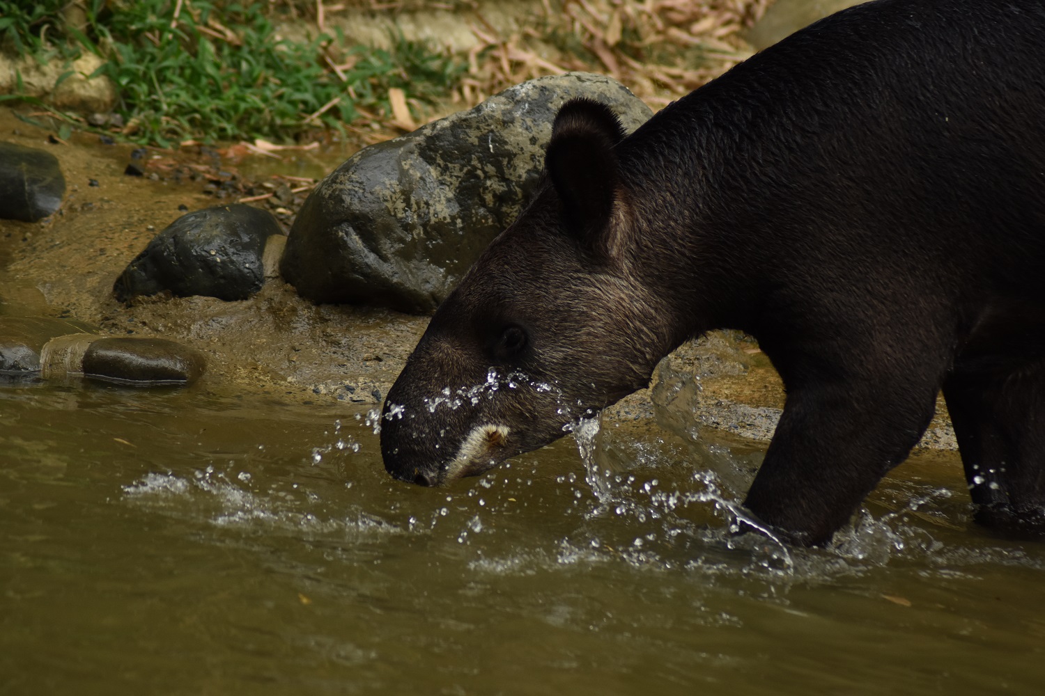 IUCN SSC Tapir Specialist Group | IUCN