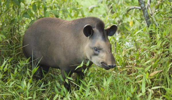 IUCN SSC Tapir Specialist Group | IUCN