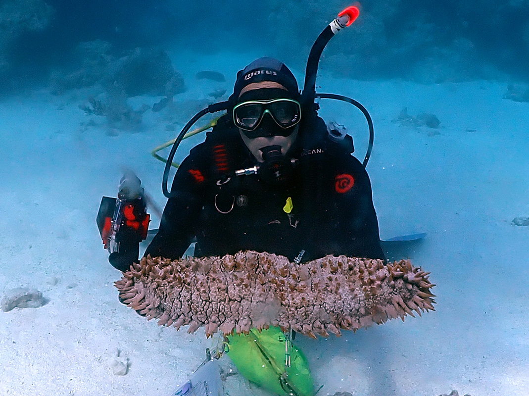 IUCN SSC Sea Cucumber Specialist Group | IUCN