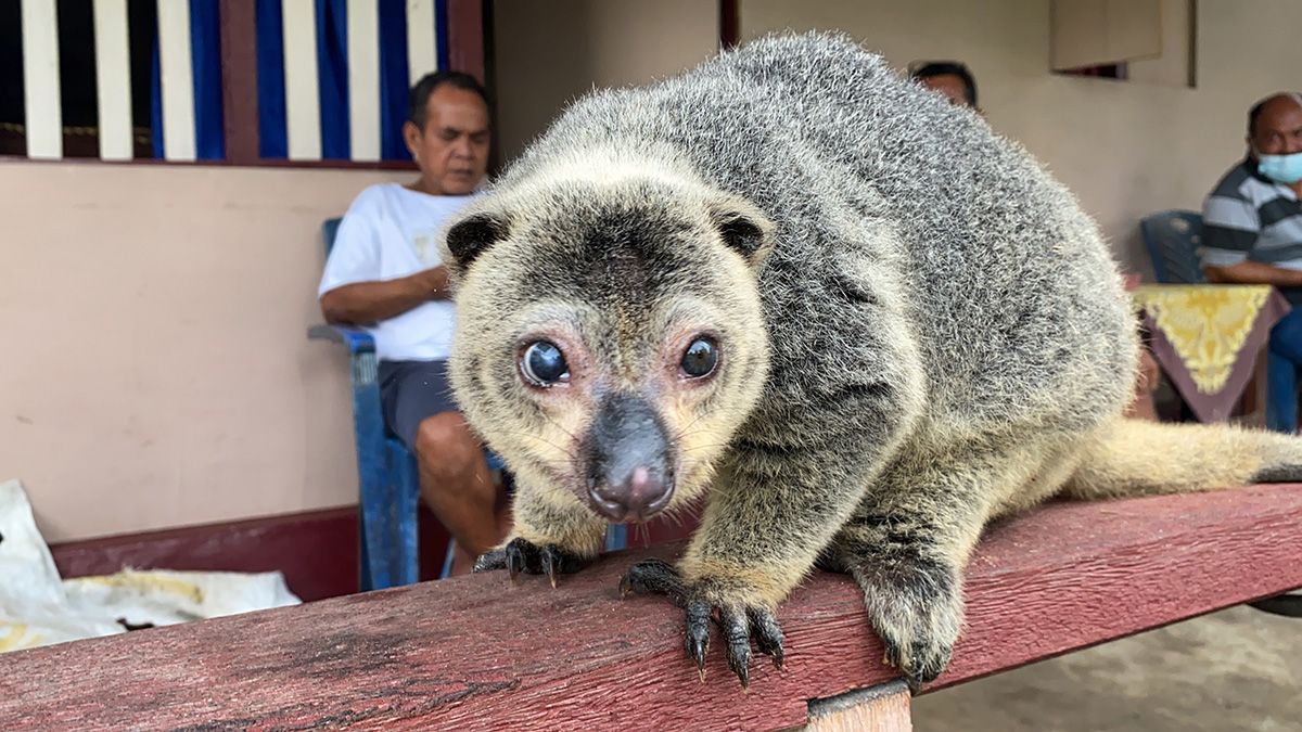 Conservation Strategy and Action Plan for the Talaud Bear Cuscus ...
