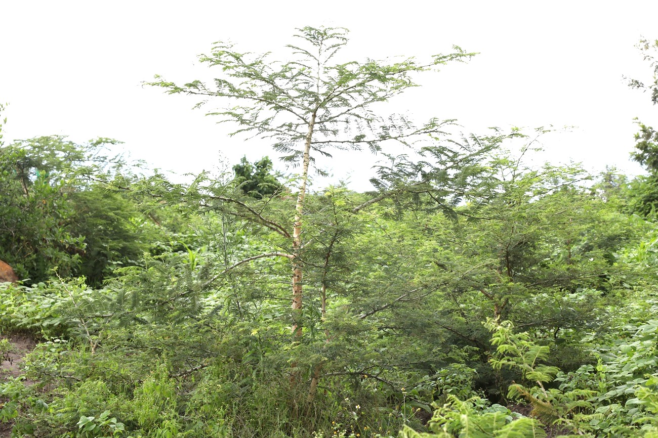 Restoring Soil and Land Health in Rwanda Using a Community Centered ...