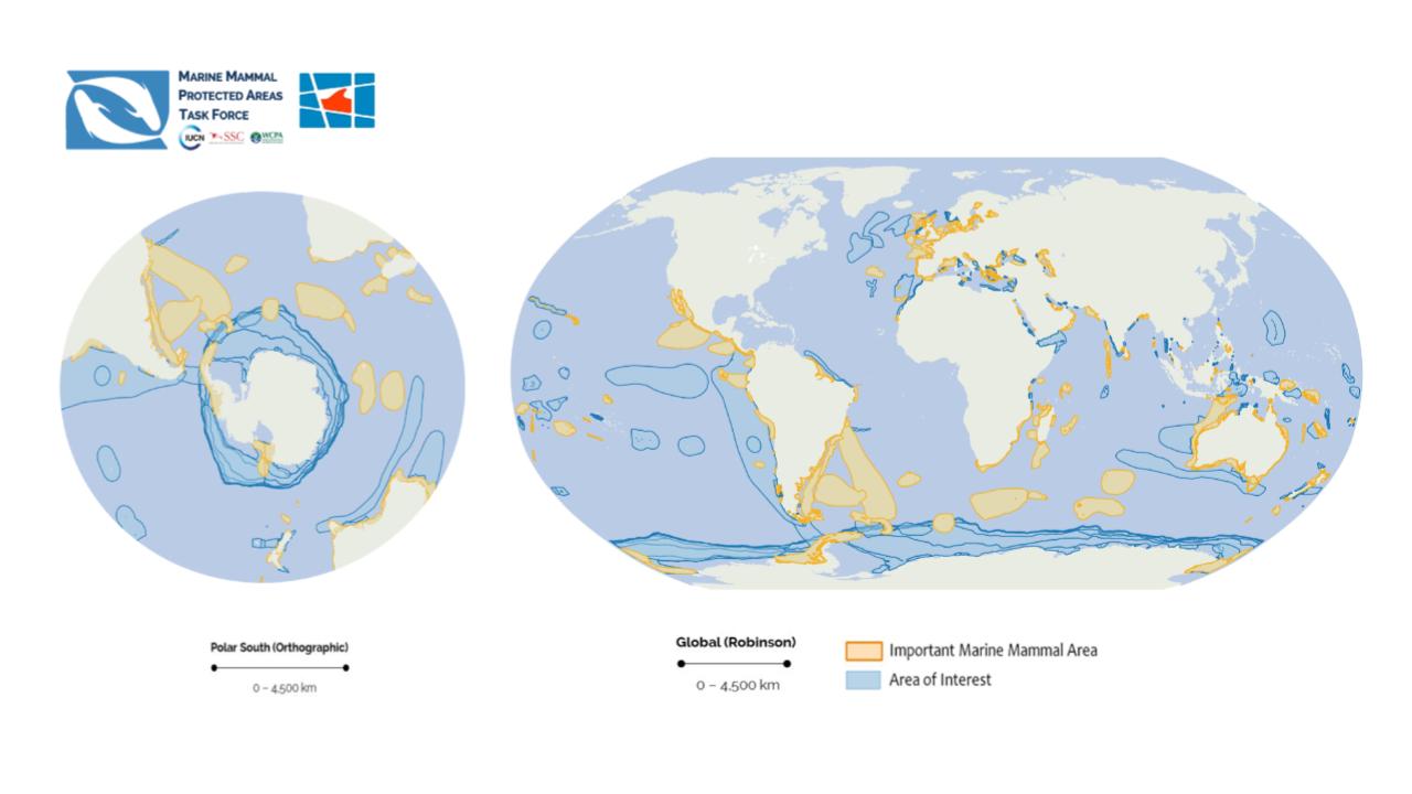 New Important Marine Mammal Areas (IMMAs) approved in an expanding ...
