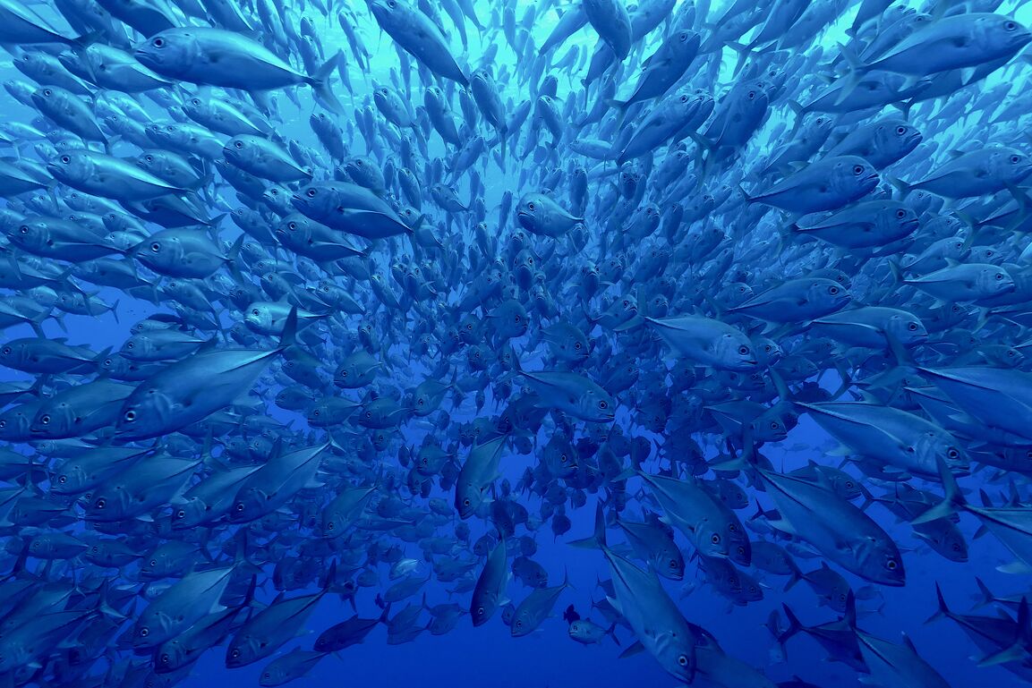 First-of-its-kind study shows conservation interventions are critical ...