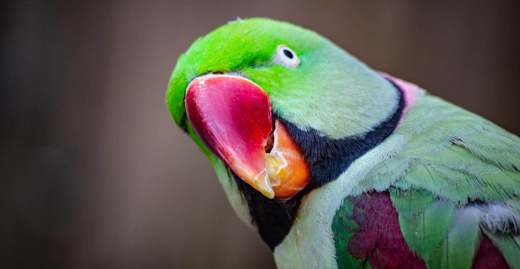Celebrating World Parrot Day: Introducing the IUCN SSC Wild Parrot ...