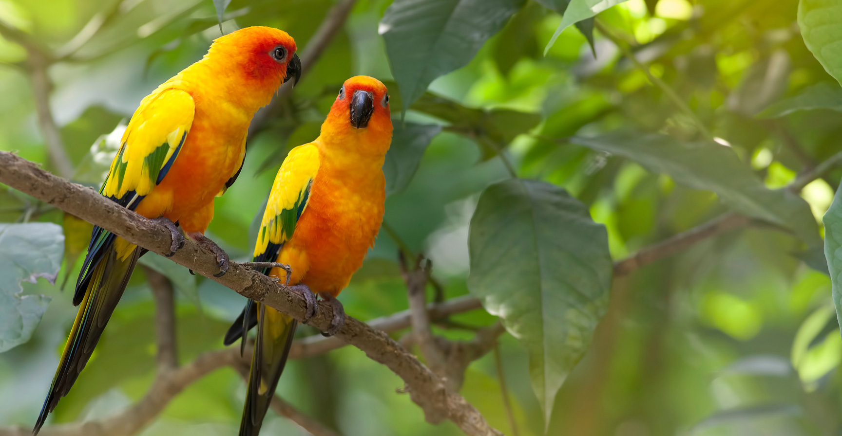 Celebrating World Parrot Day: Introducing the IUCN SSC Wild Parrot Specialist Group to Boost ...