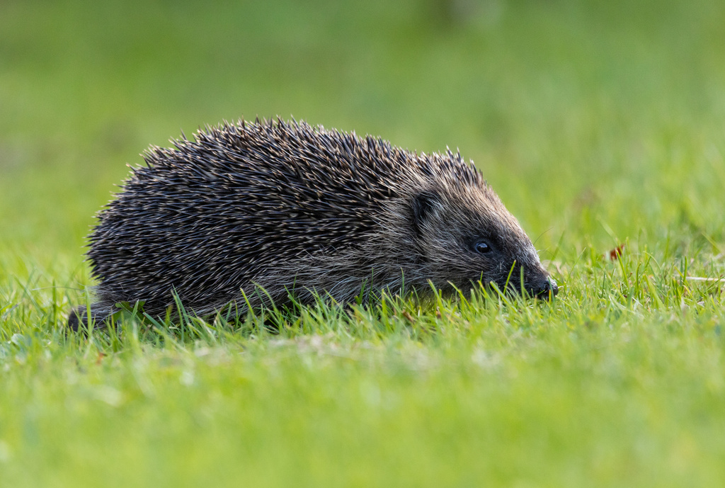 More than one in three tree species worldwide faces extinction - IUCN ...