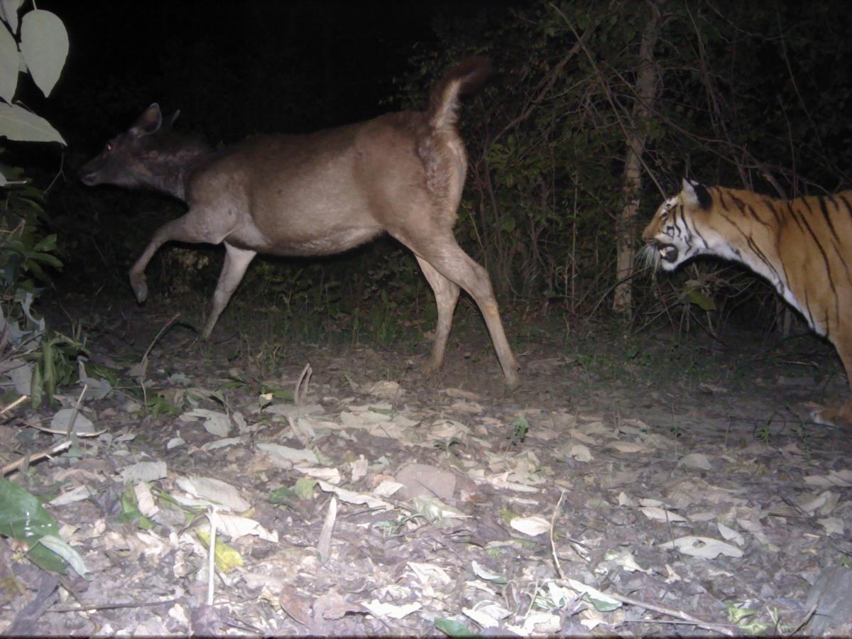 Tiger Chasing Deer Photograph Taxidermy Tiger Process Lunging Towards