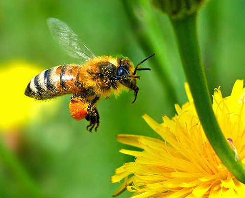 The EU discusses future action on pollinators during European Bee Week ...