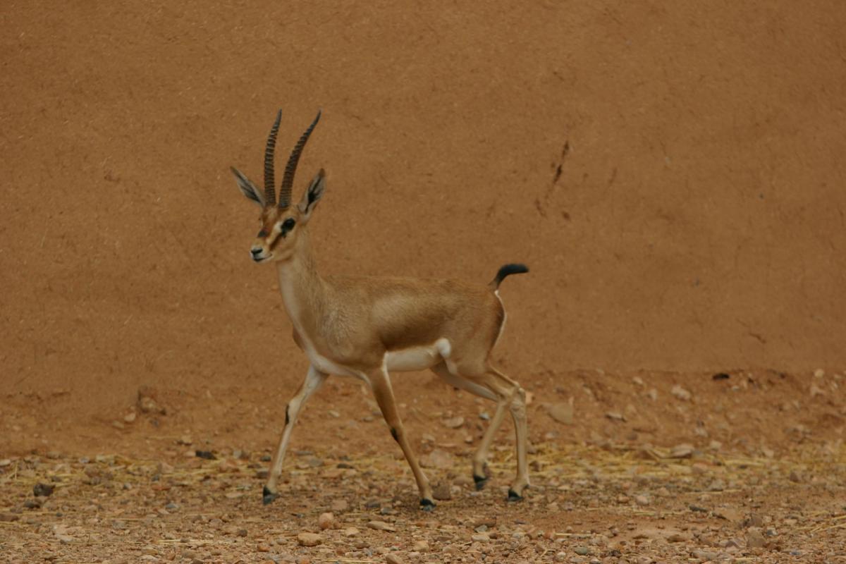 Nouvelle stratégie pour la conservation de la gazelle de Cuvier en ...