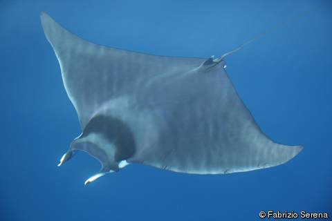 Turning the tide for devil rays | IUCN