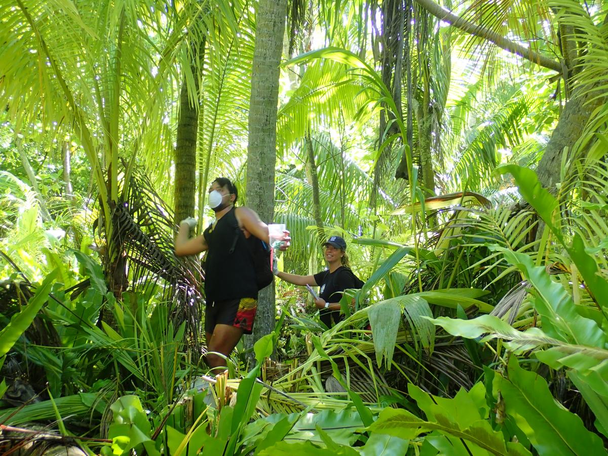 Suwarrow is for the birds | IUCN