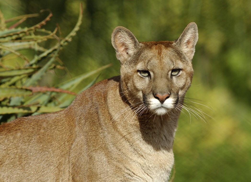 20 Years at Brazil’s Largest Privately Protected Area | IUCN