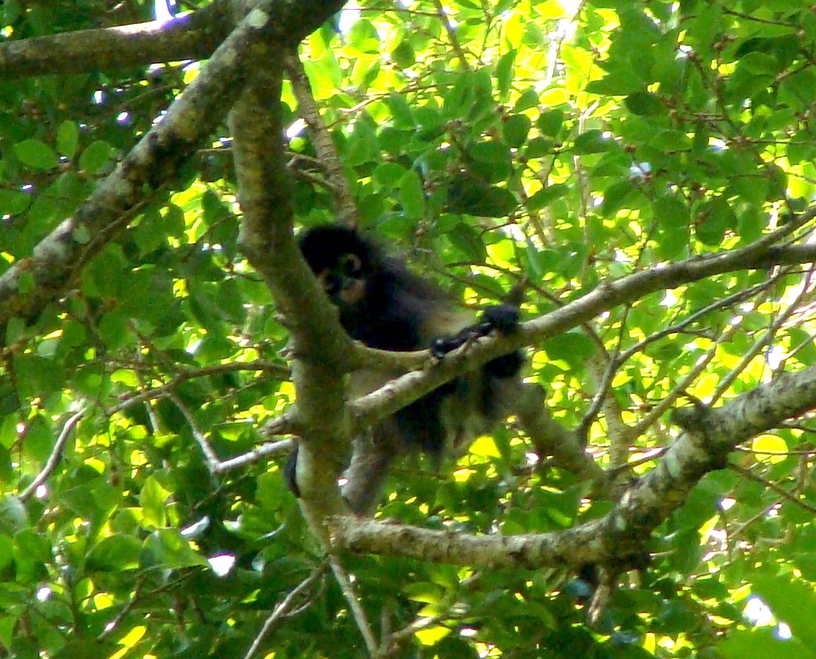 IUCN study identifies primate species vulnerable to extreme climatic ...