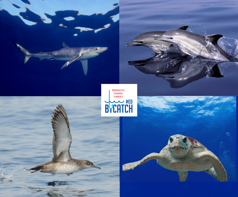 The Med Bycatch Project - "A collaborative approach for understanding ...