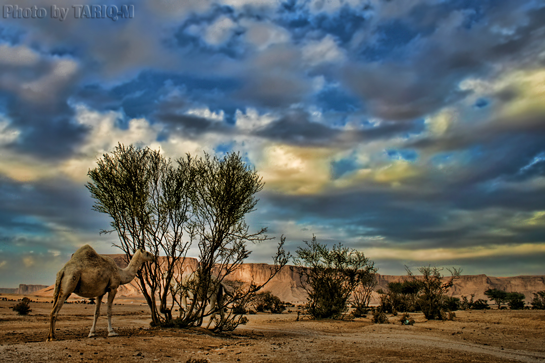 Transforming Nature Conservation in Saudi Arabia | IUCN