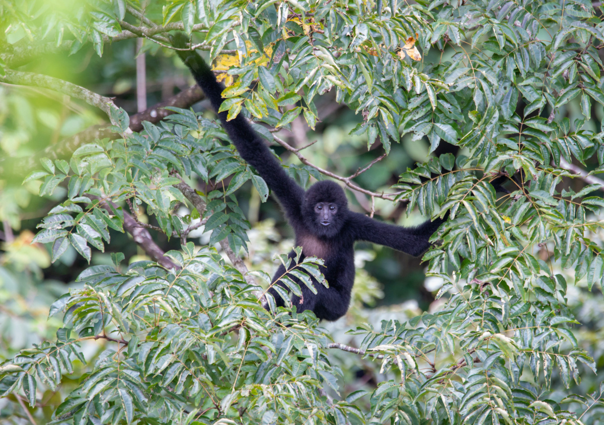 Neglected species – Sending out an SOS for a vanishingly rare primate ...