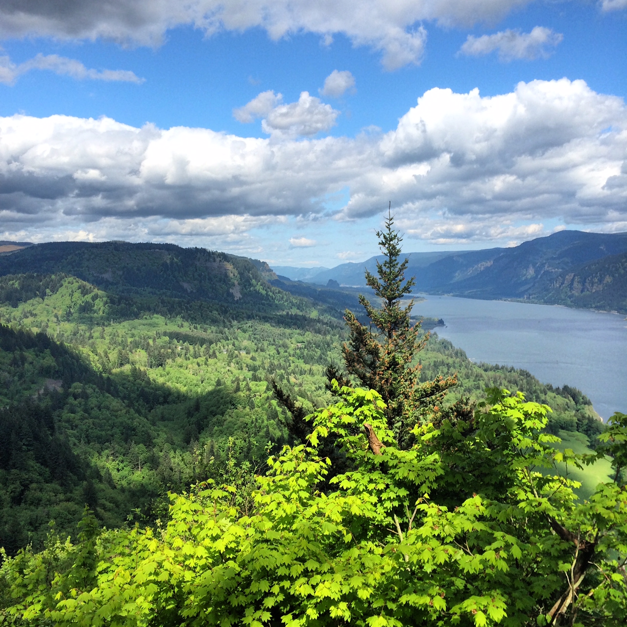 Forest landscape restoration is more than planting trees - three case ...