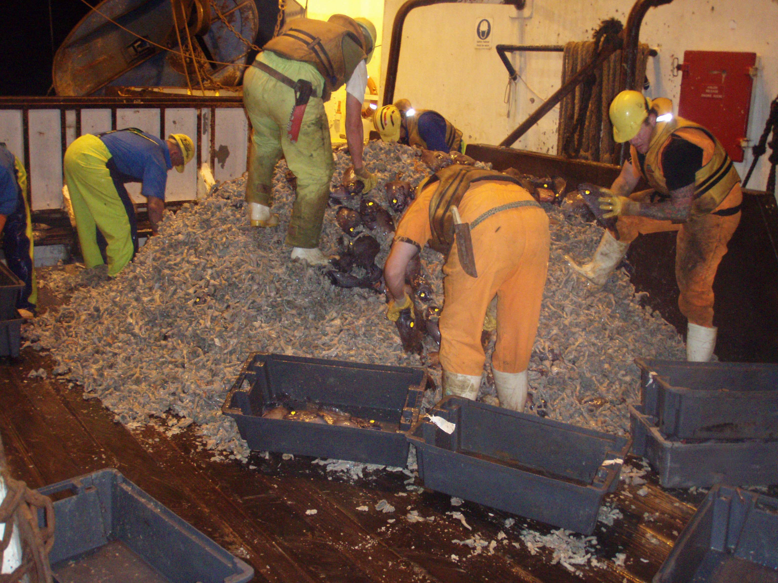 Into the deep unknown – scientists unveil the secrets of our seas | IUCN