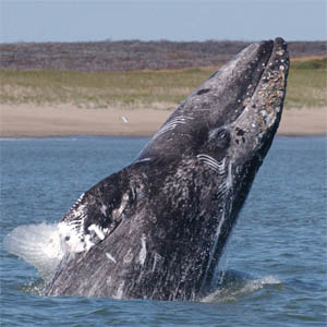 Seismic threat to Critically Endangered whales | IUCN