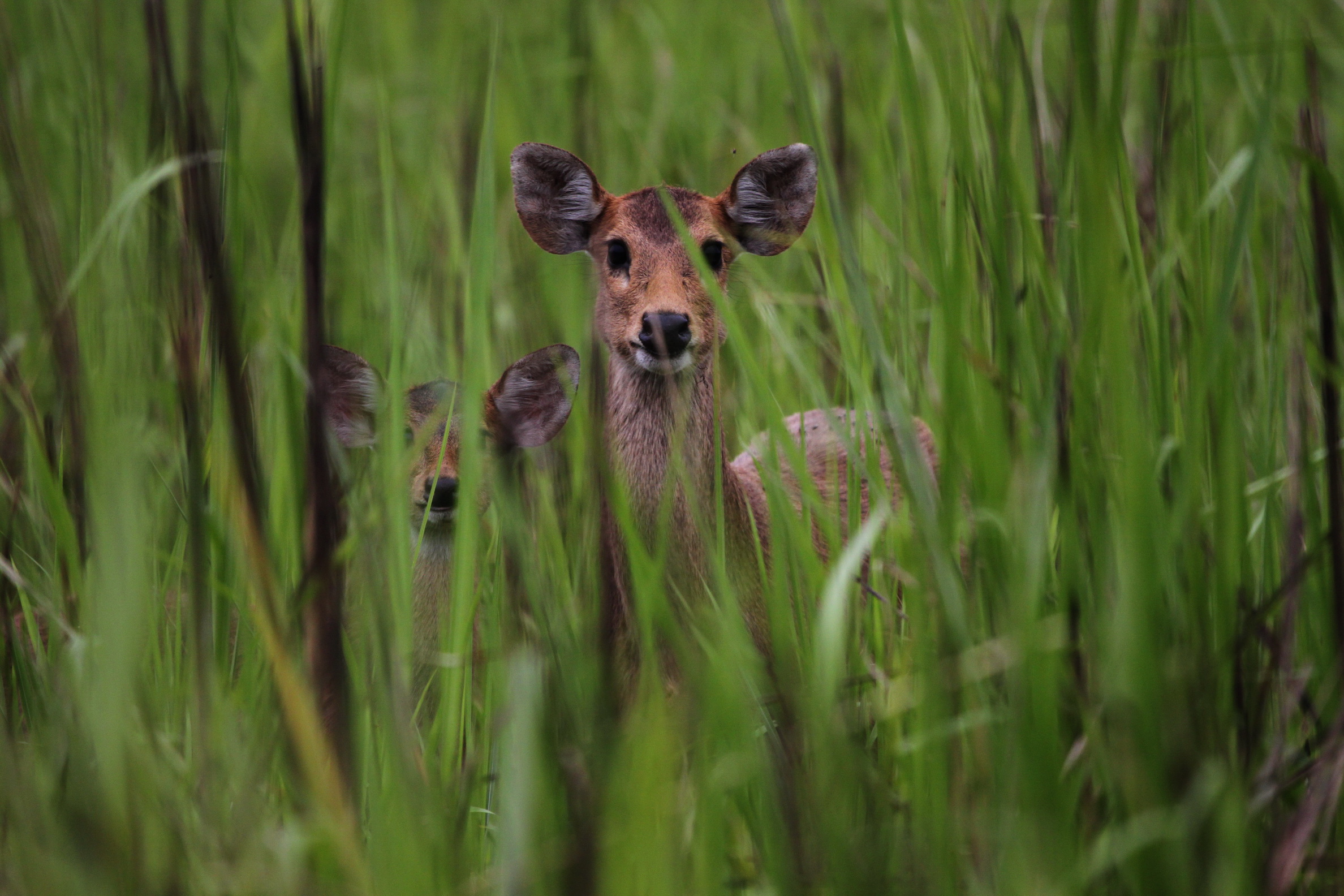 Manas National Park, the natural capital from which millions of people ...