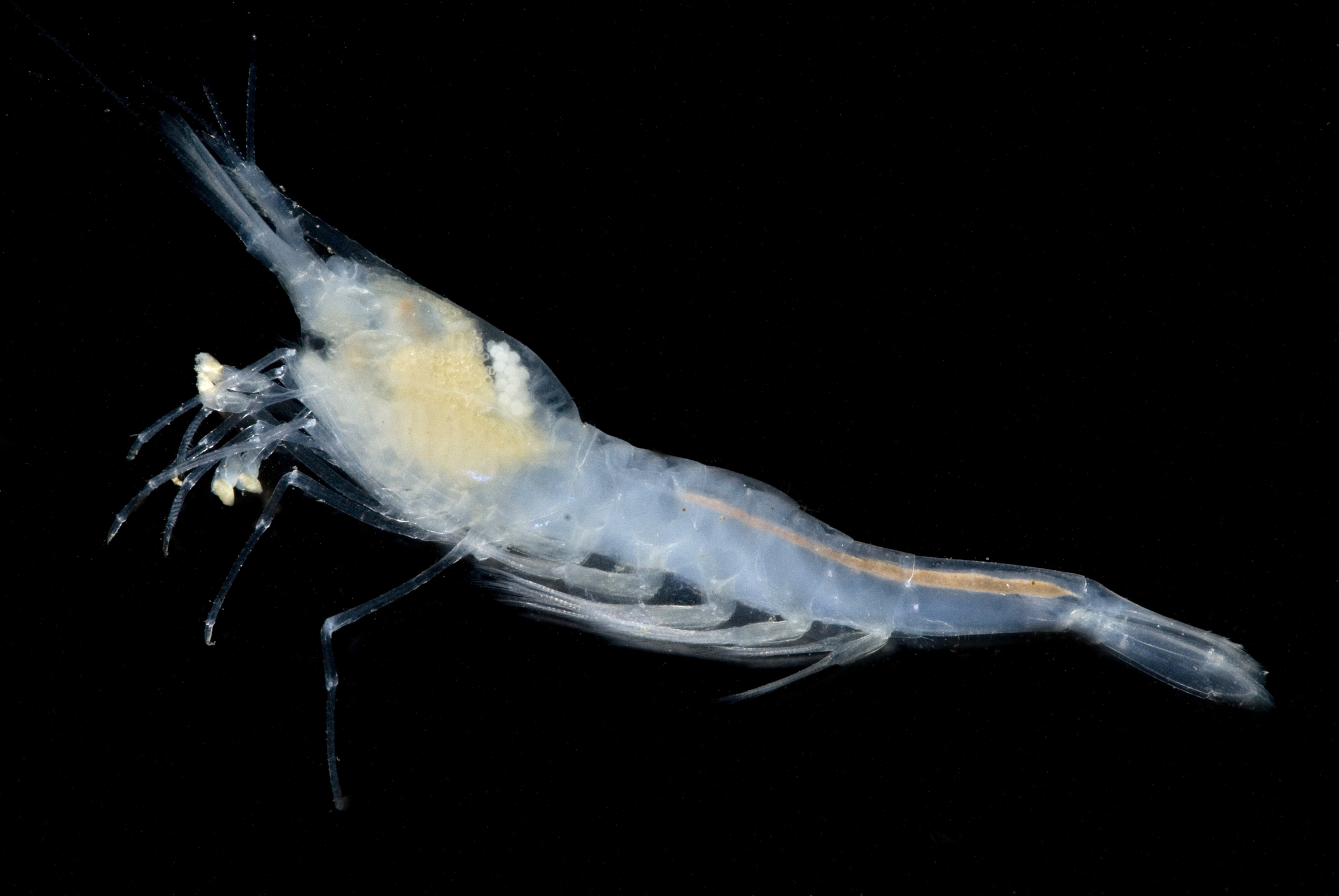 Dead Shrimp Blues - the imperilled status of freshwater shrimps | IUCN