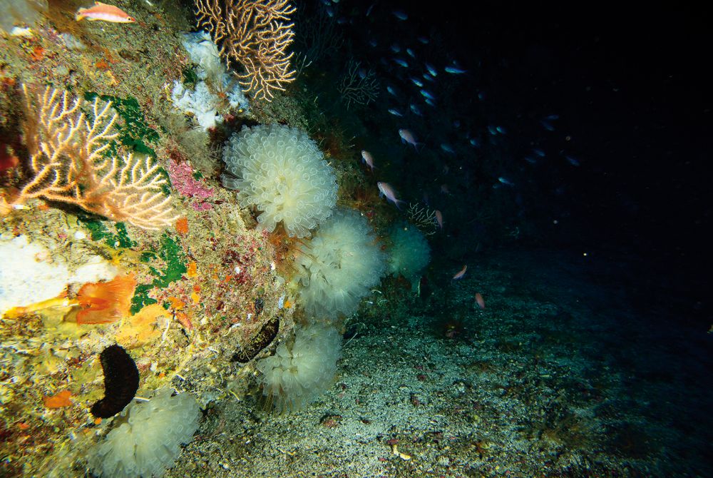 Montes Submarinos Del Mediterr neo Un Punto De Caliente De Montes Submarinos Del Mediterr neo Un Punto De Caliente De