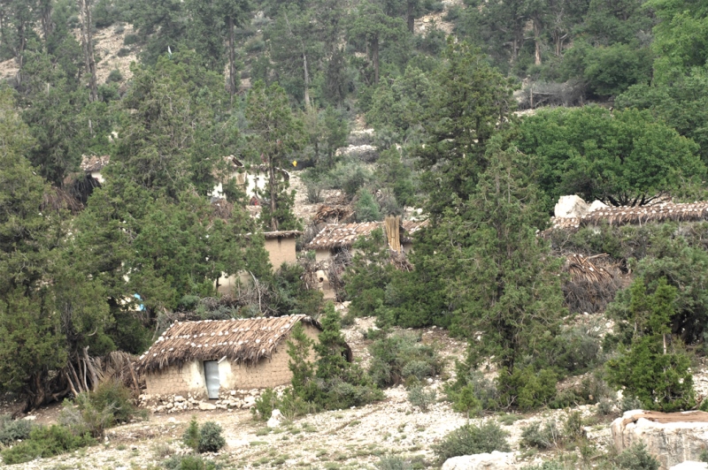 Pakistan’s Juniper Forest makes it to the Global Network of Biosphere ...