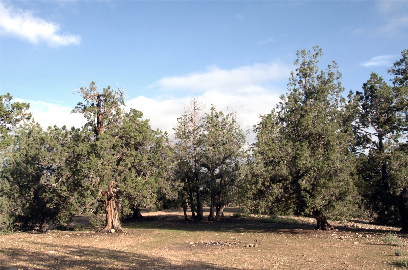 Pakistan’s Juniper Forest makes it to the Global Network of Biosphere ...