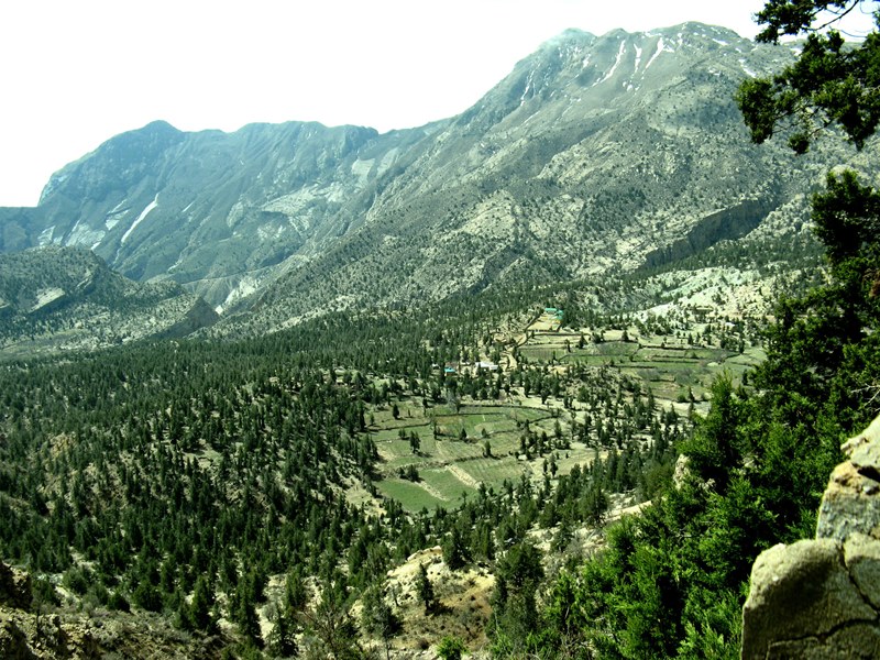 Pakistan’s Juniper Forest makes it to the Global Network of Biosphere ...