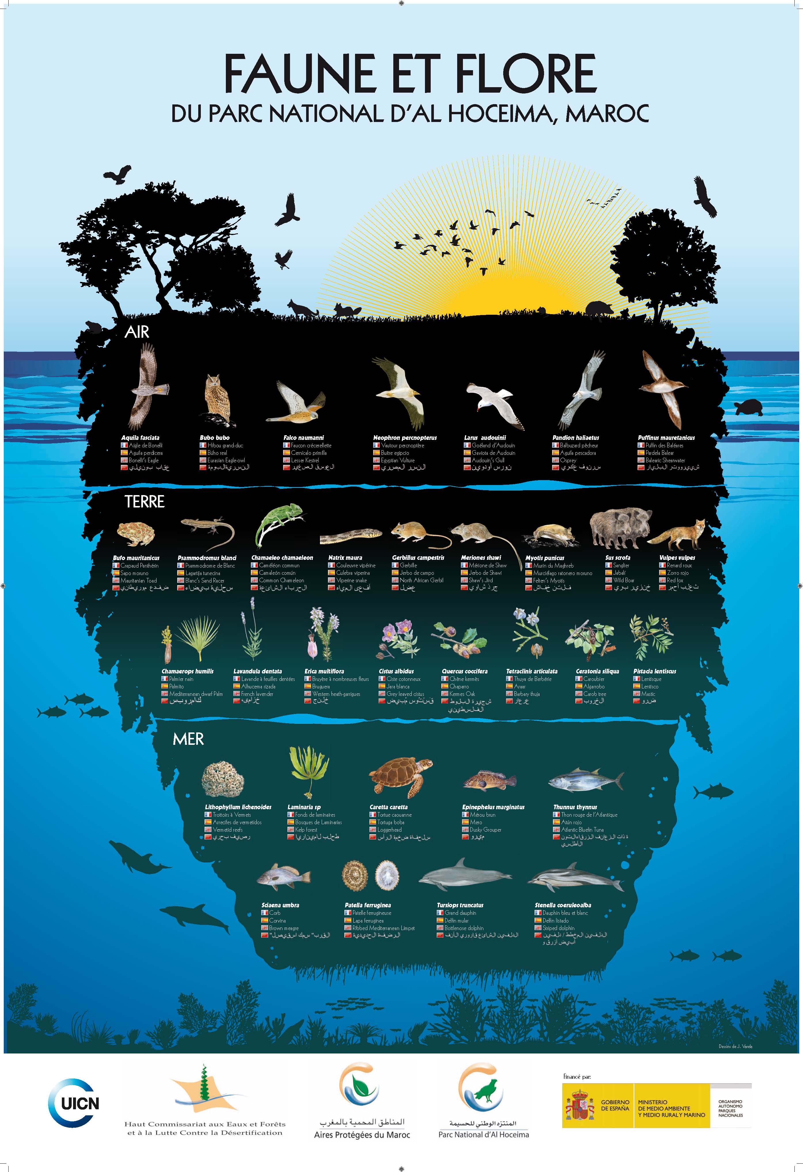 Poster Faune et Flore d'Al Hoceima | IUCN