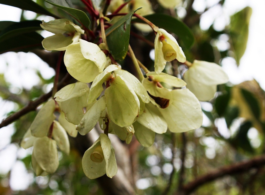 New plant discovered in Fiji | IUCN
