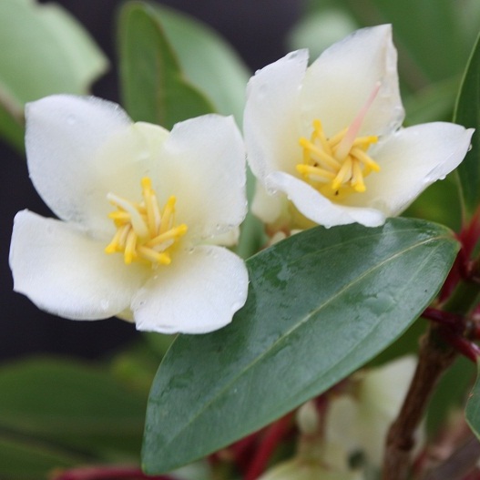New plant discovered in Fiji | IUCN