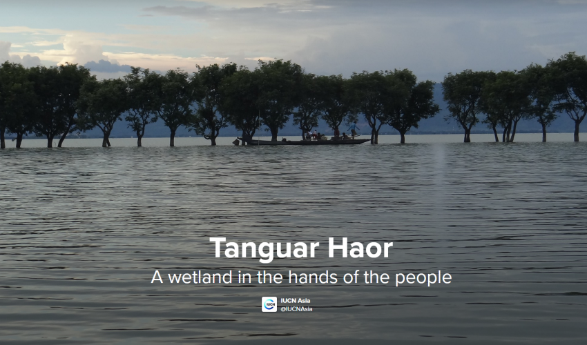 Tanguar Haor: A wetland in the hands of the people | IUCN