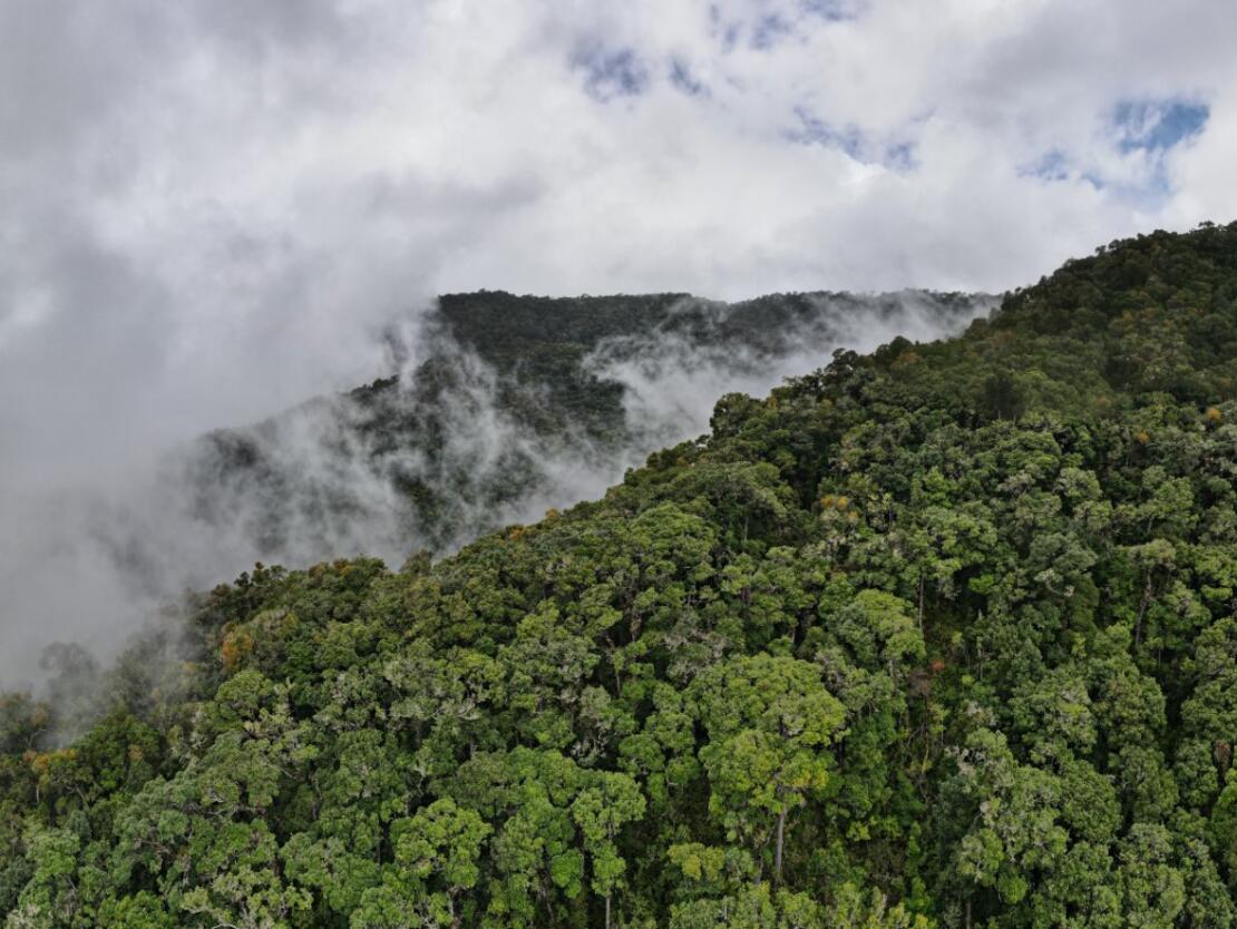 IUCN to lead flagship GEF forest conservation program in Mesoamerica ...